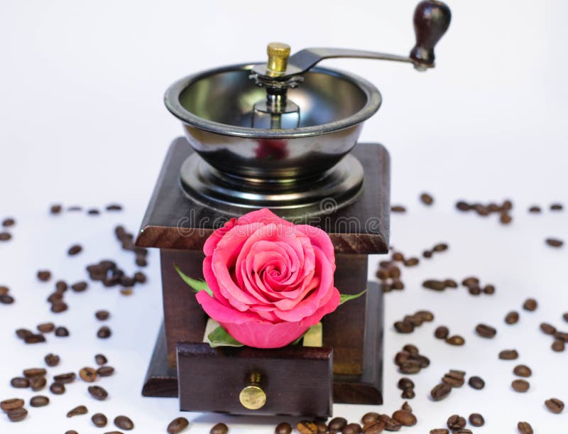 A Very Beautiful Red Rose and Coffee Grinder. Stock Image - Image of ...