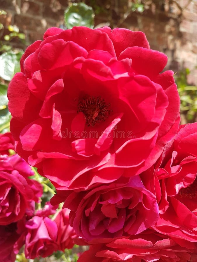 Very beautiful red rose stock image. Image of rose, beautiful - 159941761