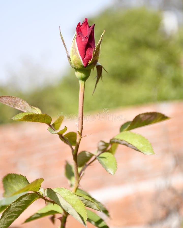 Very Beautiful Red Rose Wallpaper Stock Photo - Image of branch ...