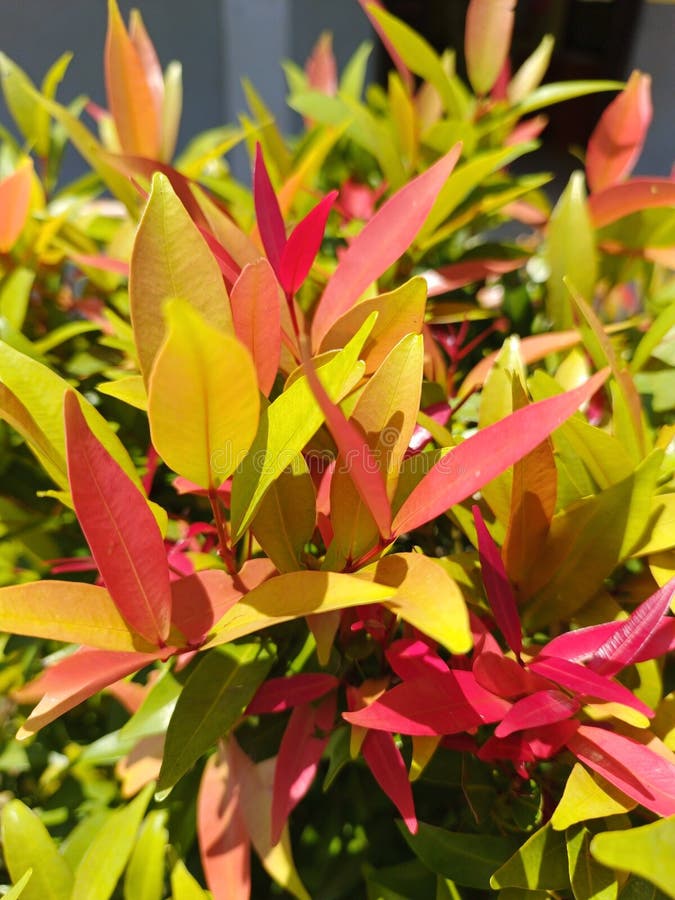 A Very Beautiful Red Shoot Tree from Indonesia Stock Photo - Image of ...