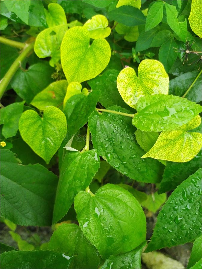 Very Beautiful and Refreshing Green Leaves Stock Image - Image of petal ...