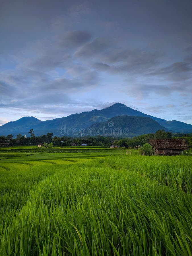 Very Beautiful Rice Fields in the Mountains Stock Photo - Image of ...
