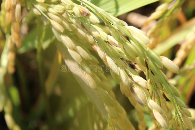 Rice Plants with Flowers and Grains of Rice Stock Image - Image of ...