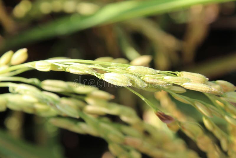 Rice Plants with Flowers and Grains of Rice Stock Image - Image of ...