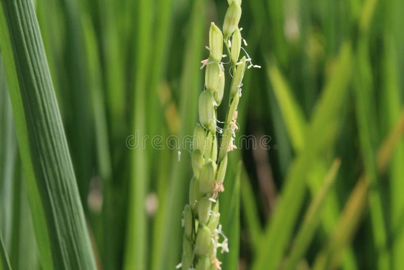 Rice Plants with Flowers and Grains of Rice Stock Image - Image of ...