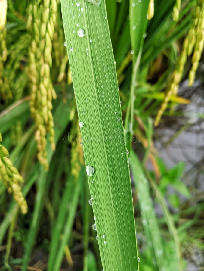 A very beautiful rice leaf stock photo. Image of beautiful - 239455482
