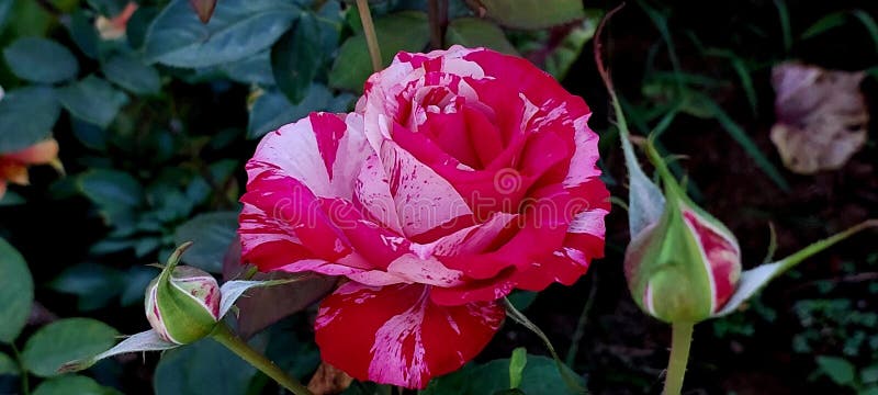A Very Beautiful Rose Blooms Perfectly Stock Photo - Image of beautiful ...