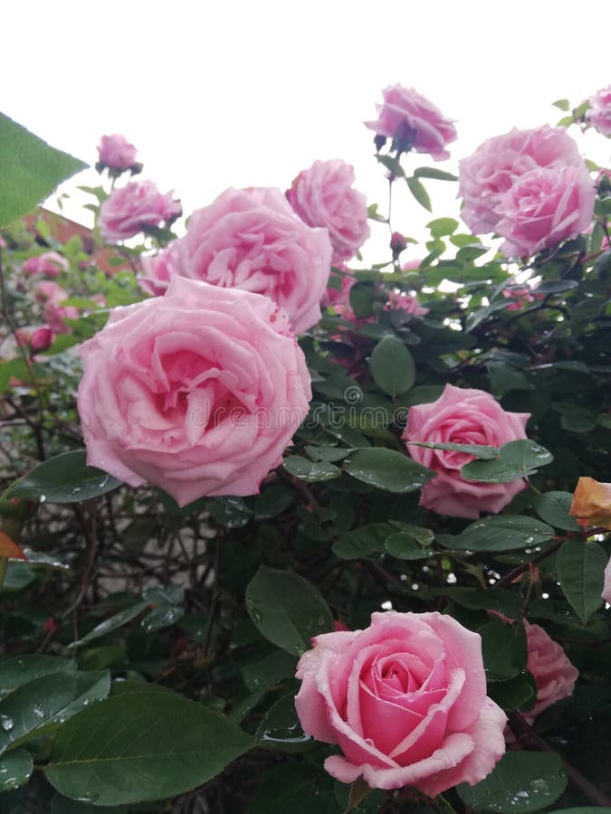 Very Beautiful Rose stock photo. Image of flower, pink - 149120170