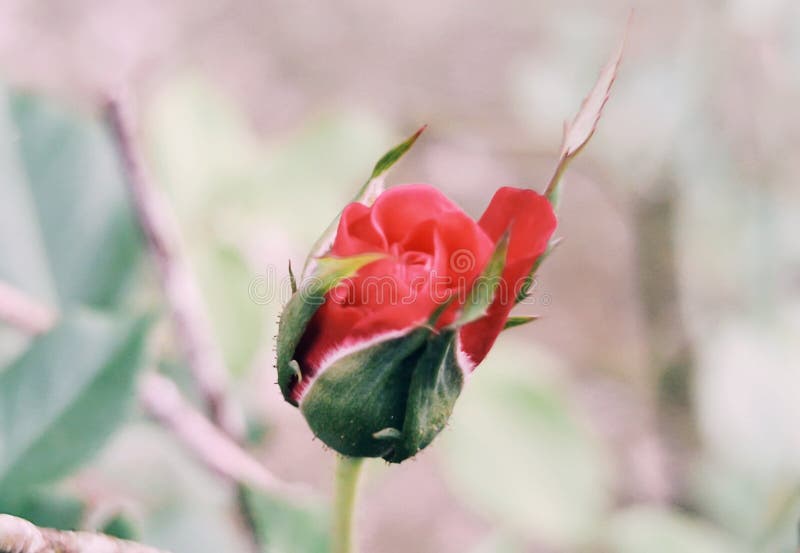 A Very Beautiful Rose that Has Just Bloomed Stock Photo - Image of ...