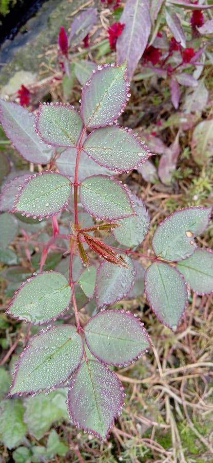 Very Beautiful Rose Plant on the Dew Point Stock Image - Image of plant ...