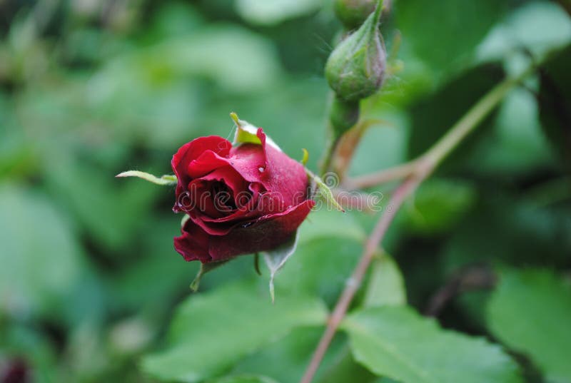 Very beautiful rosebud stock image. Image of rosebud - 71462365