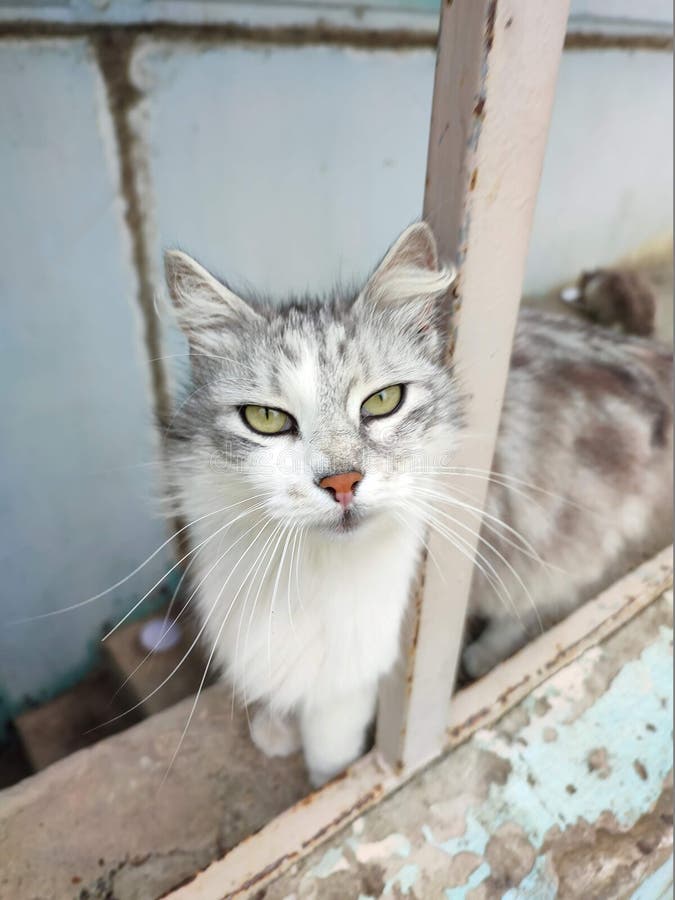 Very Beautiful Sad Cute and Brooding Little Cat Stock Image - Image of ...