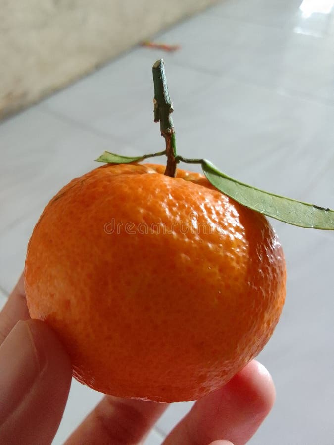Very Beautiful Santang Orange Fruit Stock Photo - Image of beautiful ...