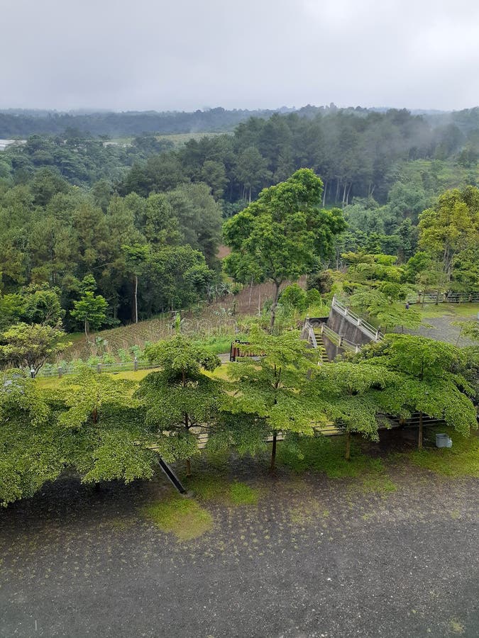 Very Beautiful Scenery, Cool and Lots of Nice Trees Stock Image - Image ...