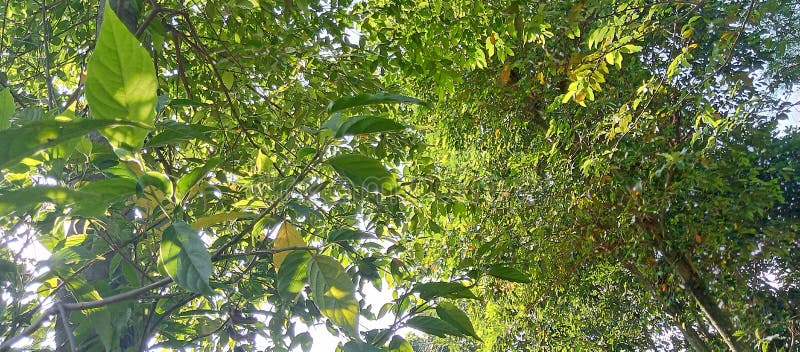 Very Beautiful Scenery. Very Sunny Weather this Morning Stock Photo ...