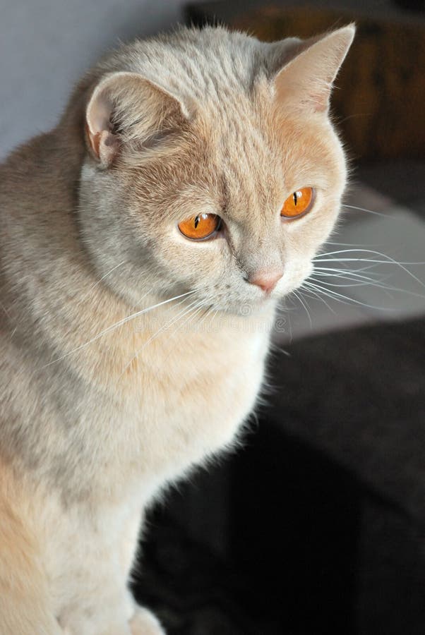 A Very Beautiful Scottish Straight Cat Stock Image - Image of light ...