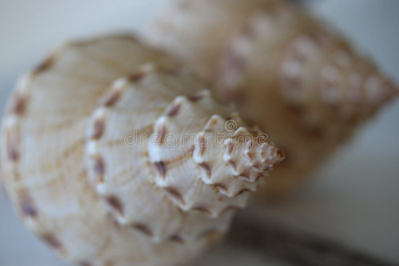 Very Beautiful Seashell Nice Shape Stock Photo - Image of food, flower ...