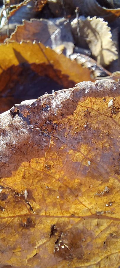 Very Beautiful Sheet Macro Photography Stock Image - Image of formation ...