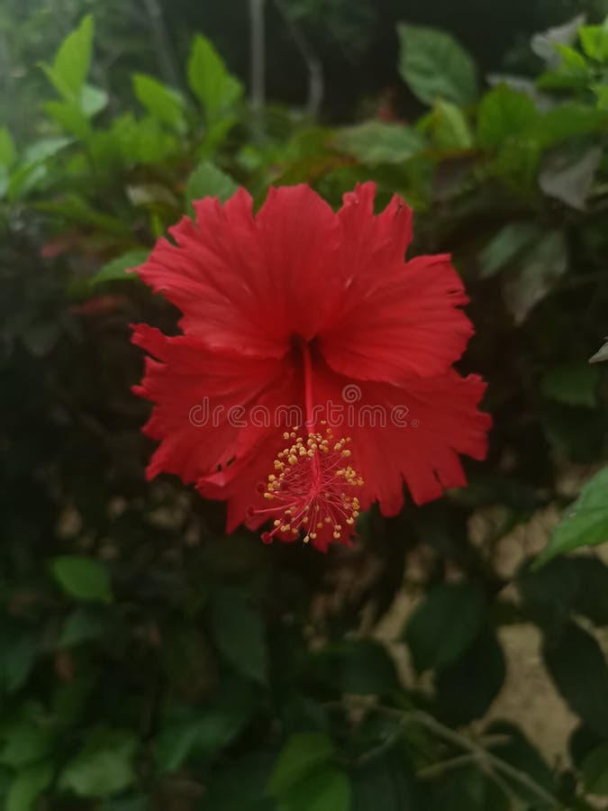 Very Beautiful Shoe Flower in the Garden Stock Image - Image of shoe ...