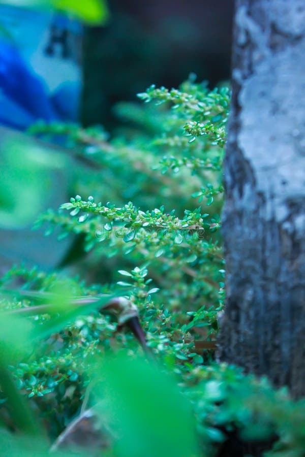 Very Beautiful Small Leaves Attached To the Wall Stock Image - Image of ...