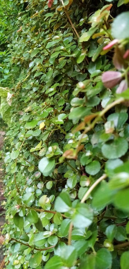 Very Beautiful Small Plant Vines Stock Photo - Image of vines, small ...