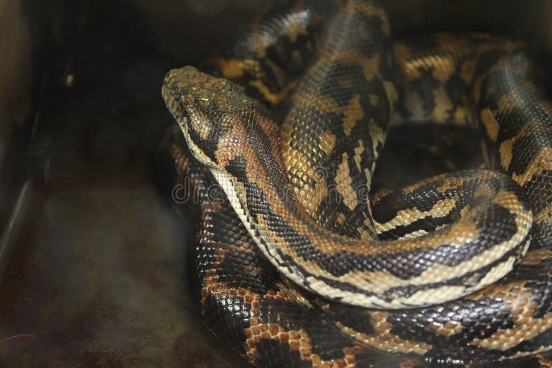 Very beautiful snake stock image. Image of hanging, wildlife - 100363979