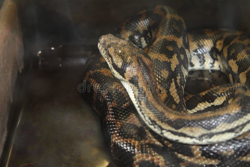 Very beautiful snake stock photo. Image of head, skin - 100363994