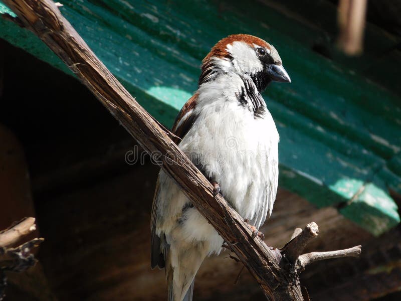 Very beautiful sparrow stock image. Image of falcon - 214563933