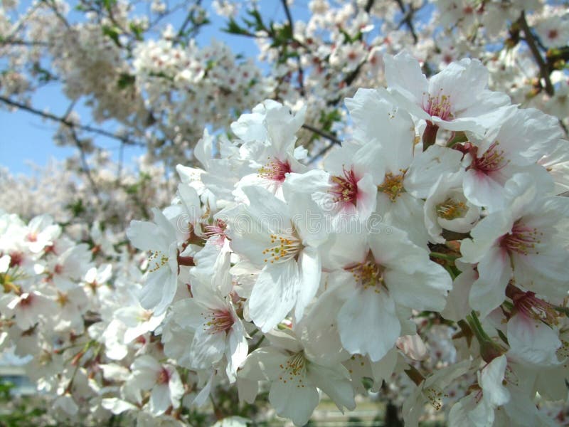 Very Beautiful in Spring @ Sakura Stock Image - Image of beautiful ...