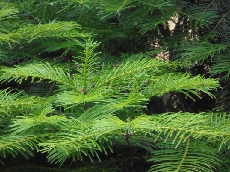 Very Beautiful Spruce Tree Branches Texture Stock Image - Image of tree ...