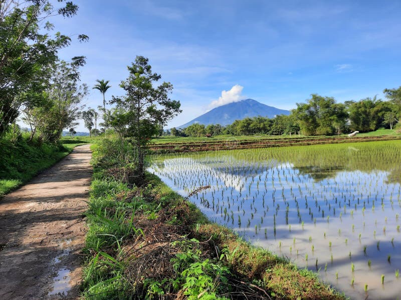 A Very Beautiful Stretch of Rice Fields and Mountains in a Rural Area ...