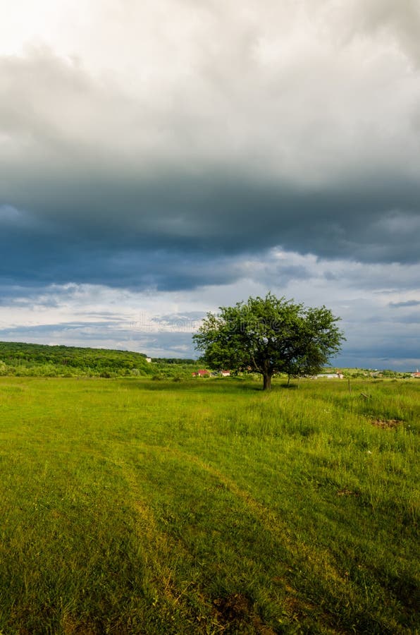 Very Beautiful Summer Landscape. Tree in a Field with Dark Cloud Stock ...