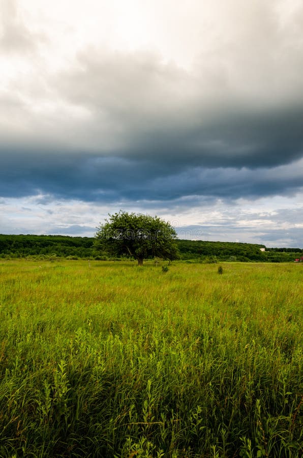 Very Beautiful Summer Landscape. Tree in a Field with Dark Cloud Stock ...