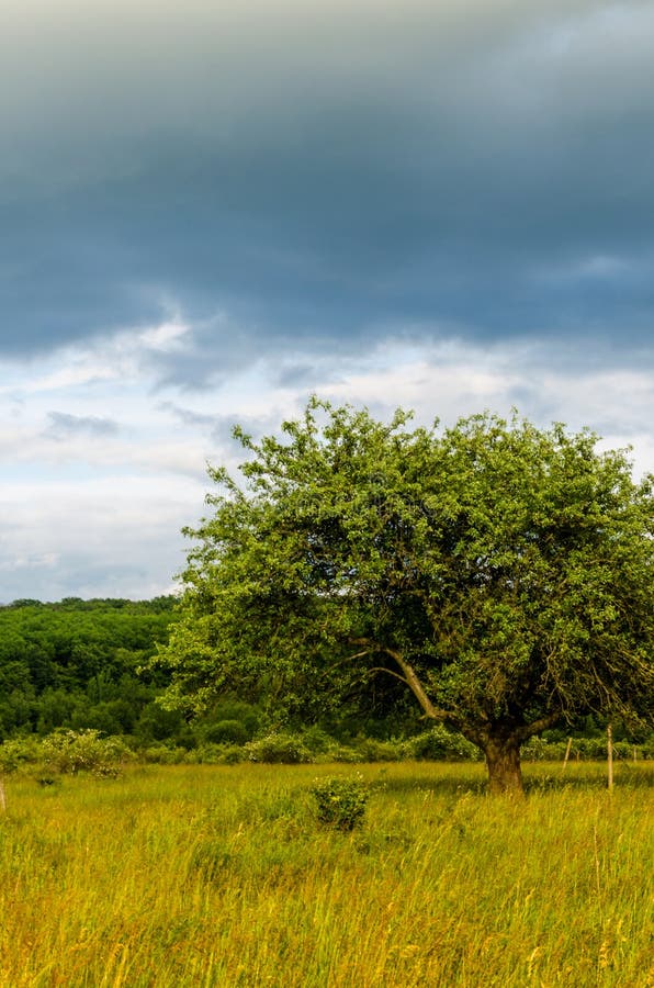 Very Beautiful Summer Landscape. Tree in a Field with Dark Cloud Stock ...