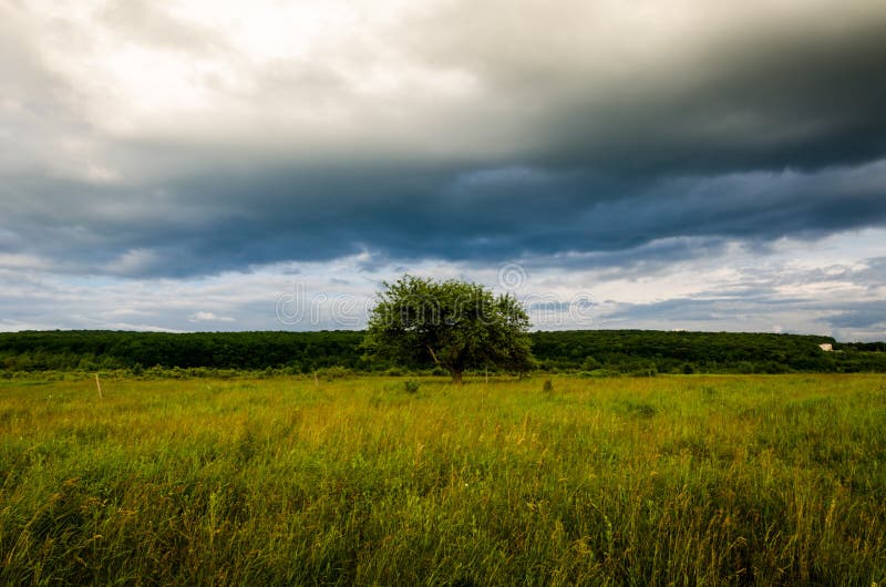 Very Beautiful Summer Landscape. Tree in a Field with Dark Cloud Stock ...