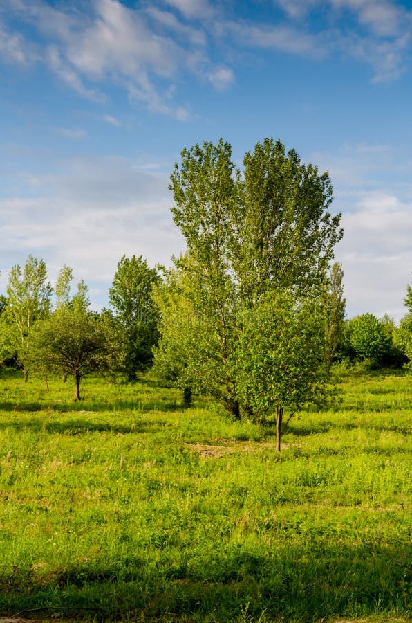 Very Beautiful Summer Landscape. Tree in a Field with Dark Cloud Stock ...
