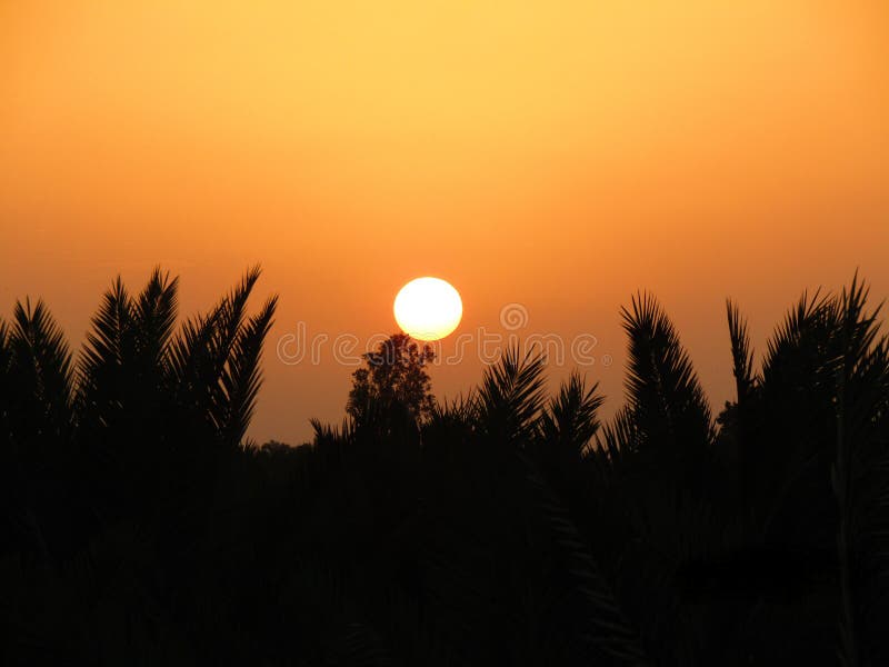 Very Beautiful Sun Set in Tree Top. Stock Photo - Image of tree, lamp ...