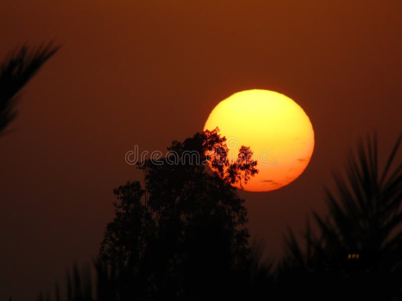 Very Beautiful Sun Set in Tree Top. Stock Photo - Image of tree ...