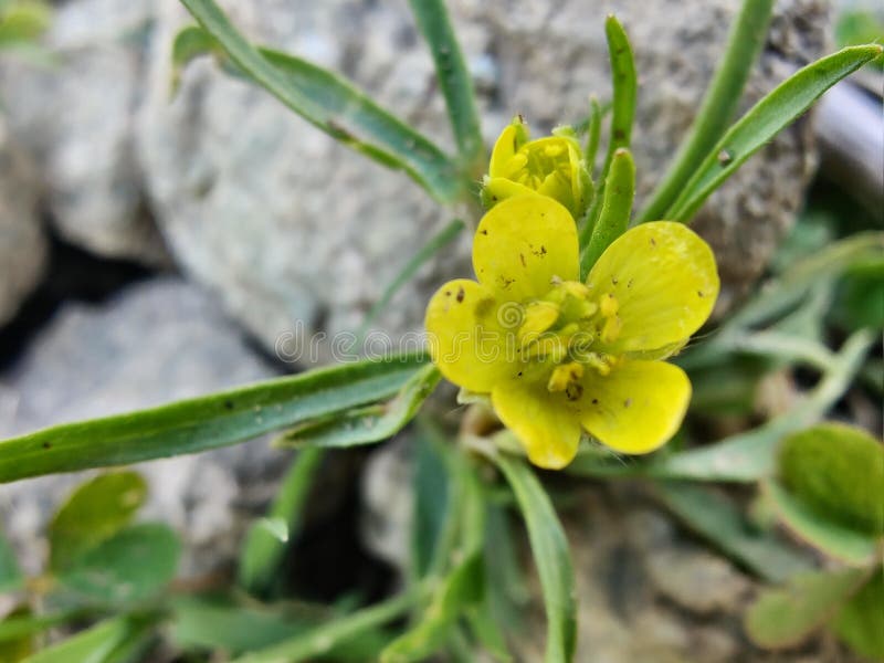 Meadow Buttercup or Ranunculus Acris Stock Image - Image of blossom ...