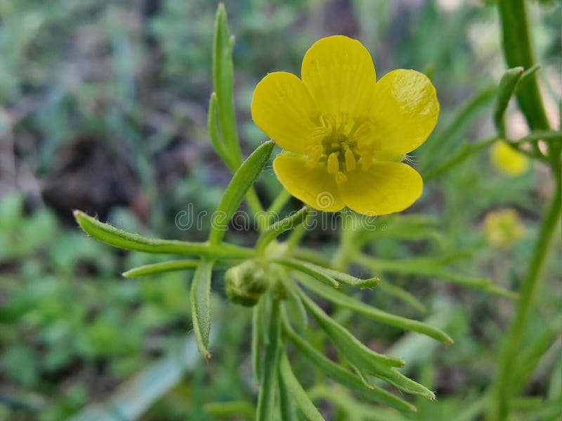 Meadow Buttercup or Ranunculus Acris Stock Photo - Image of bouquet ...