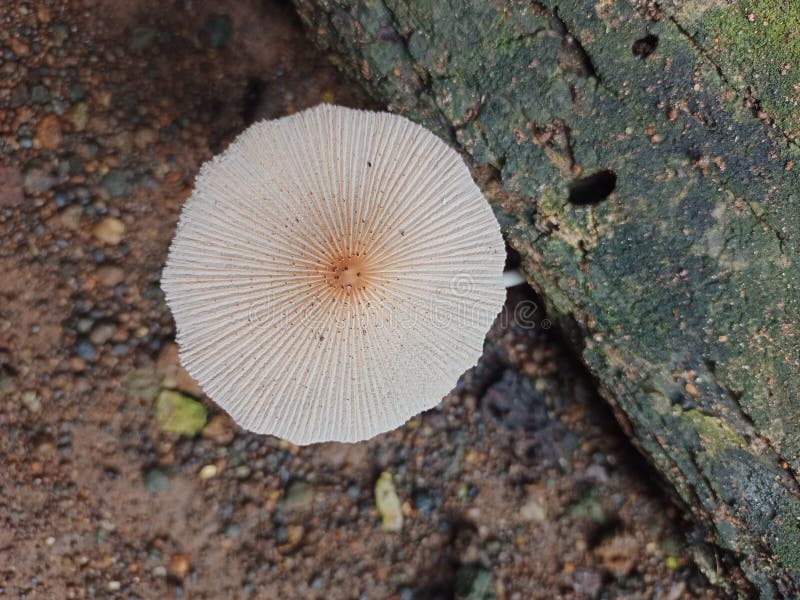 Very beautiful toadstool. stock image. Image of toadstool - 268058279