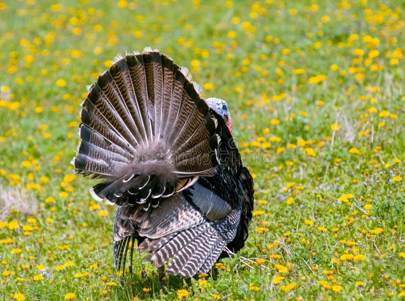 Very Beautiful Tom-turkey in the Field Stock Image - Image of nature ...