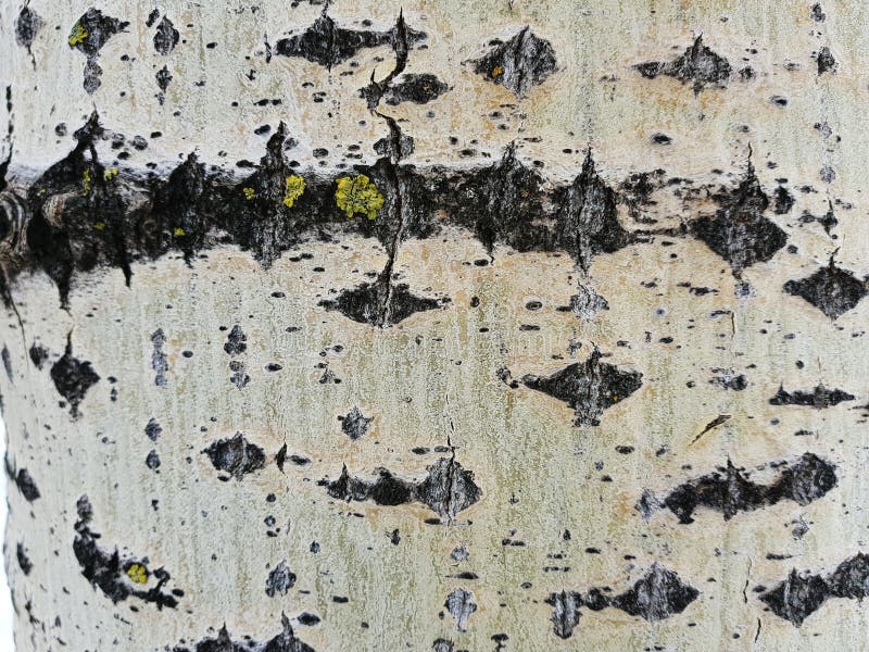 Beautiful Texture of Tree Bark with Moss and Mold Stock Image - Image ...