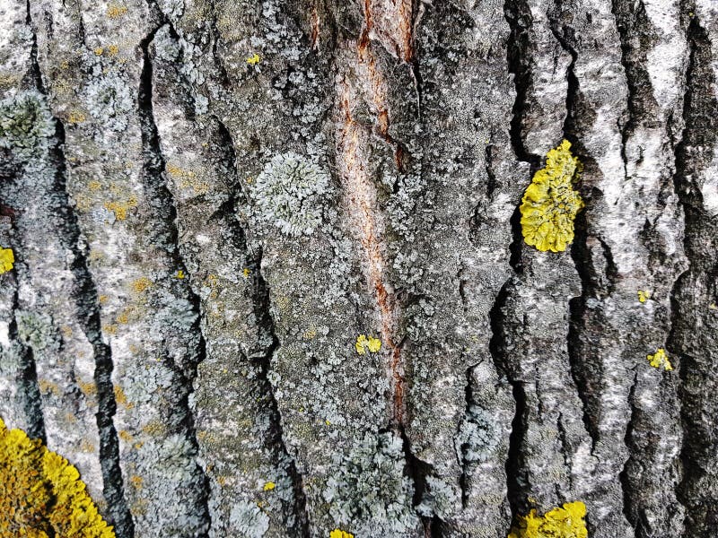 Beautiful Texture of Tree Bark with Moss and Mold Stock Photo - Image ...