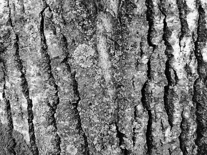 Beautiful Texture of Tree Bark with Moss and Mold Stock Image - Image ...
