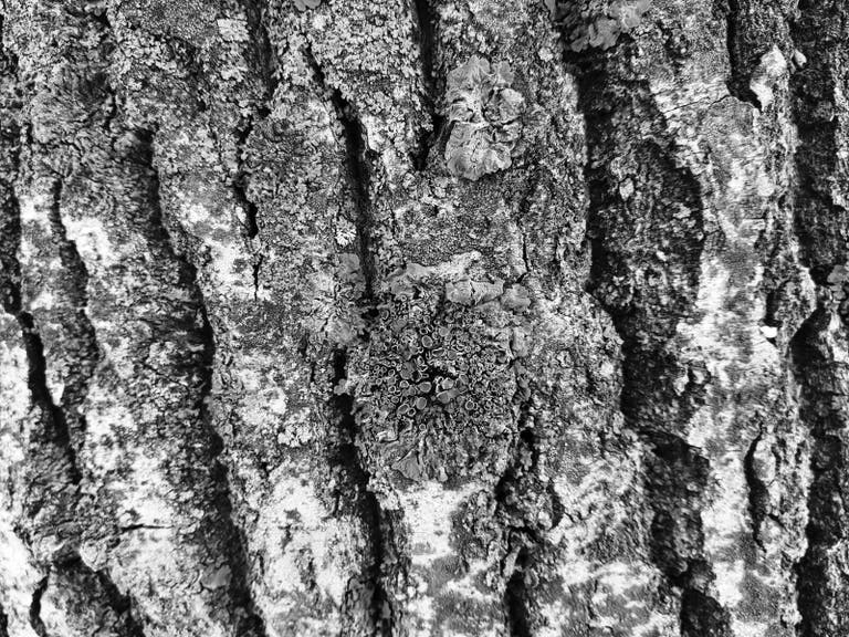 Beautiful Texture of Tree Bark with Moss and Mold Stock Image - Image ...