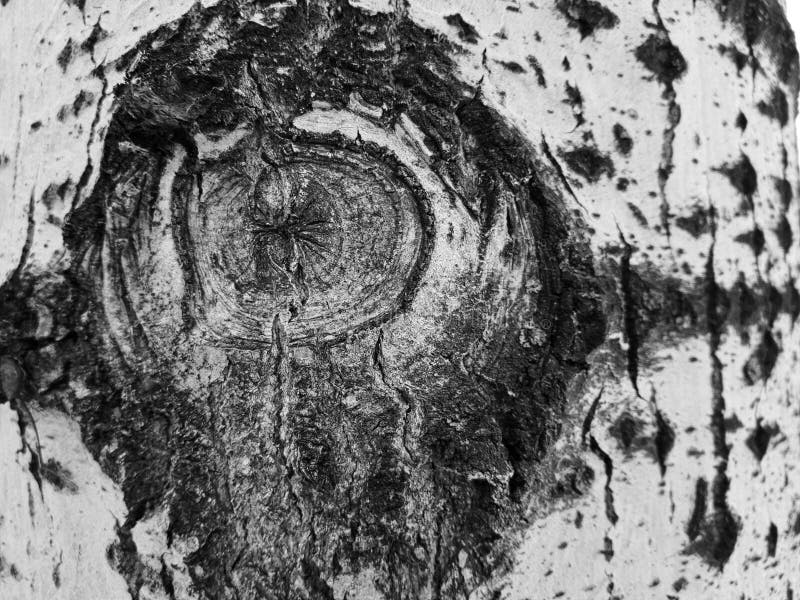 Beautiful Texture of Tree Bark with Moss and Mold Stock Photo - Image ...