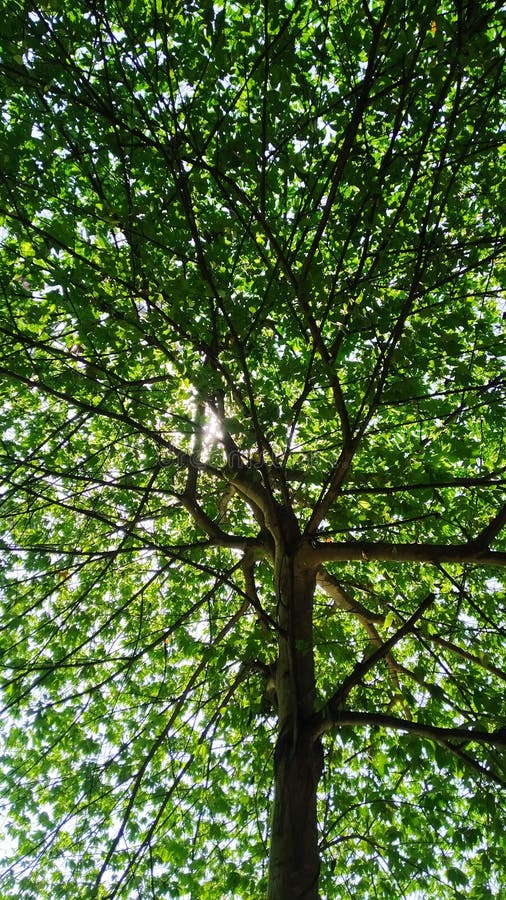 Very Beautiful Tree Branches Stock Image - Image of forest, plant ...