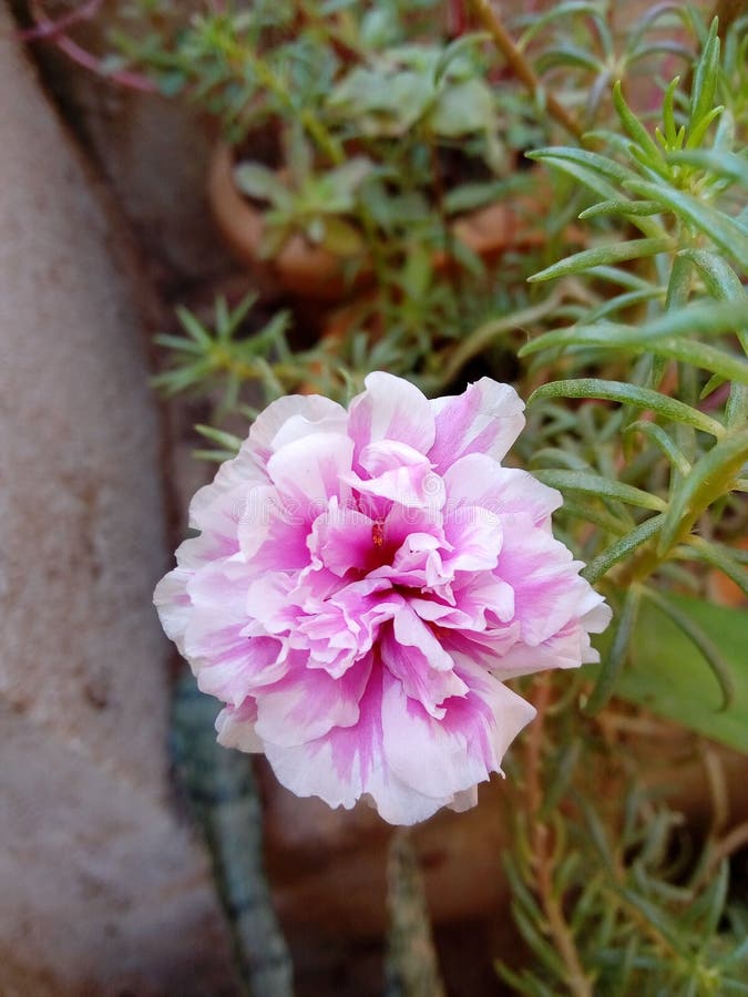 This is Very Beautiful Tree and Flowers Stock Photo - Image of white ...