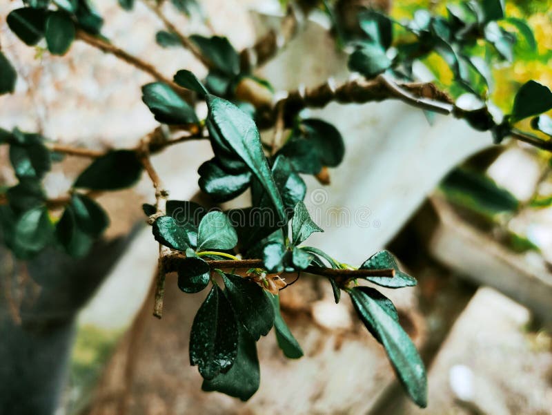 A Very Beautiful Tree and Nature Stock Photo - Image of nature, tree ...